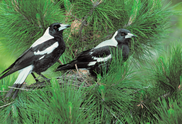 Top tips for magpie swooping season - Times
