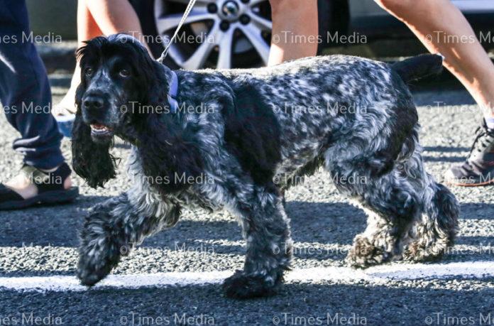 Howick Rotary fun run - Times