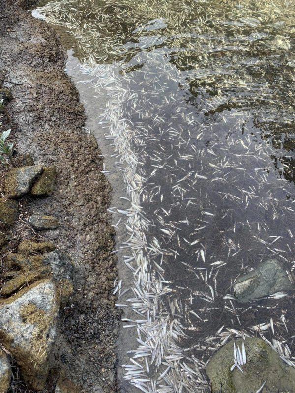 Thousands of fish found dead at Pine Harbour - Times