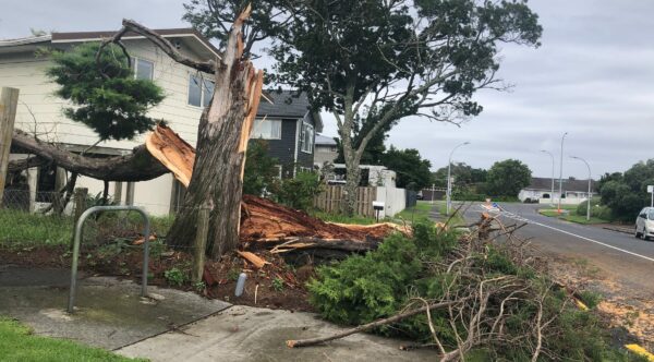 Cyclone fells trees, closes roads - Times